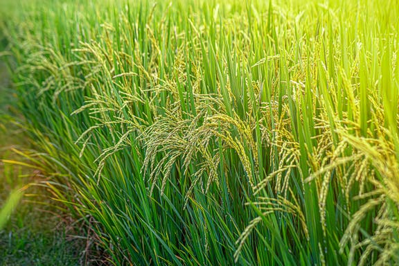 Mature Rice in Rice Field, the Rice Fields are Under the Blue Sky. the ...