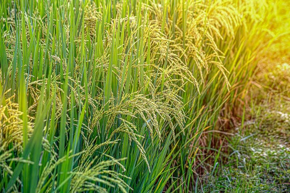 Mature Rice in Rice Field, the Rice Fields are Under the Blue Sky. the ...
