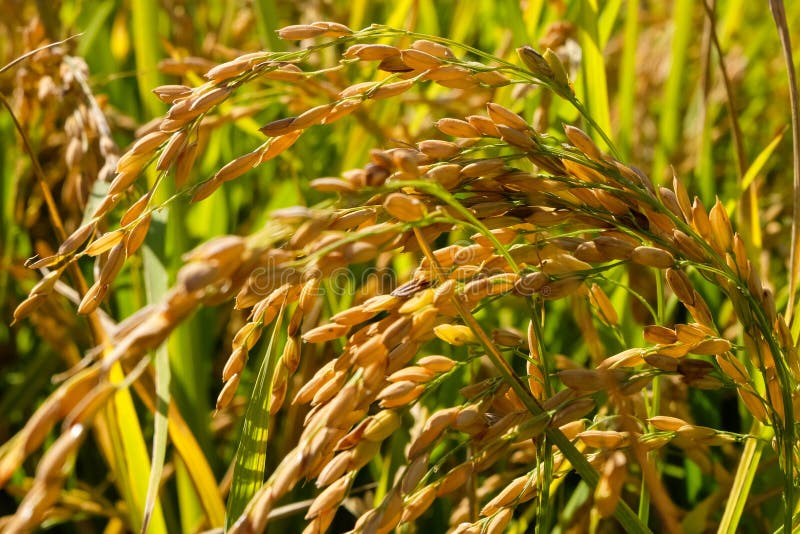 Rice field stock image. Image of farm, growth, valley - 99323579