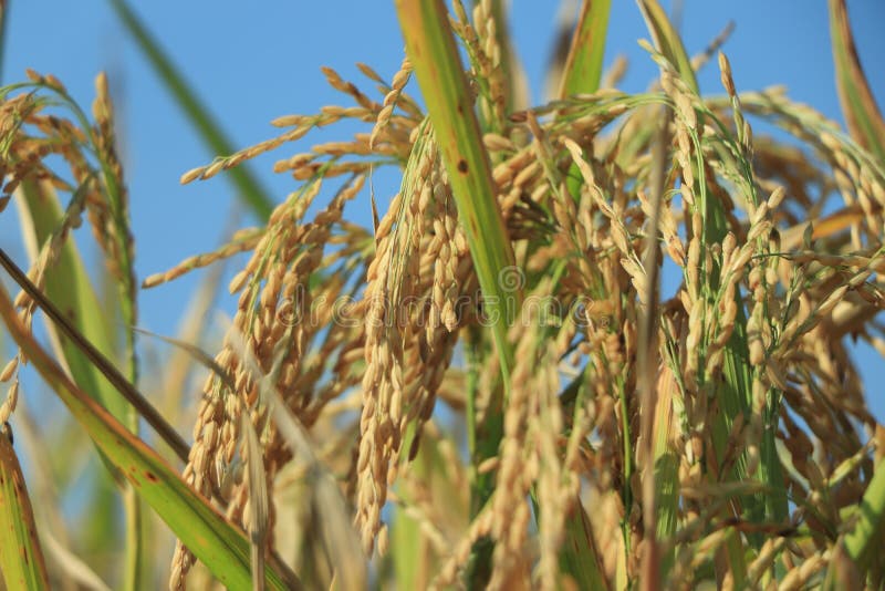 Mature Rice in Field and Ready To Cut Stock Photo - Image of abundance ...