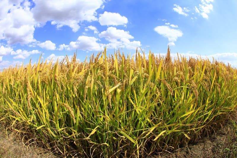 Mature rice in rice field stock photo. Image of vegetation - 176752884