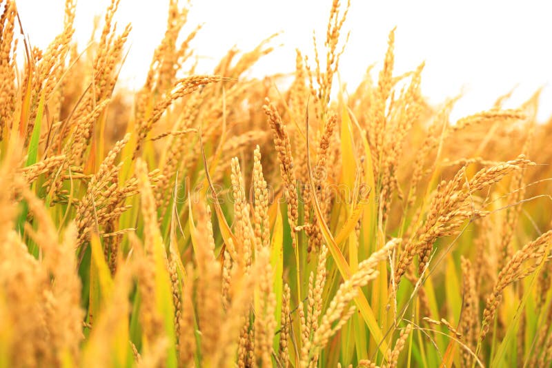 Mature rice in rice field stock image. Image of cereal - 176754065