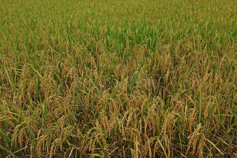 Rice Panicle In The Rice Field With Dew Drop In The Early Morning Stock ...