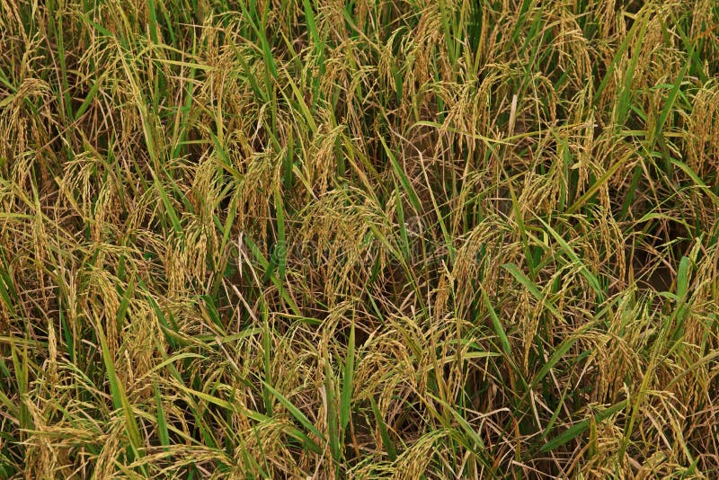Rice Panicle Damage From Rice Stem Borer Worm Stock Image - Image of ...