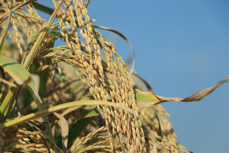 Mature Rice Under Blue Sky and Ready To Cut Stock Image - Image of ...