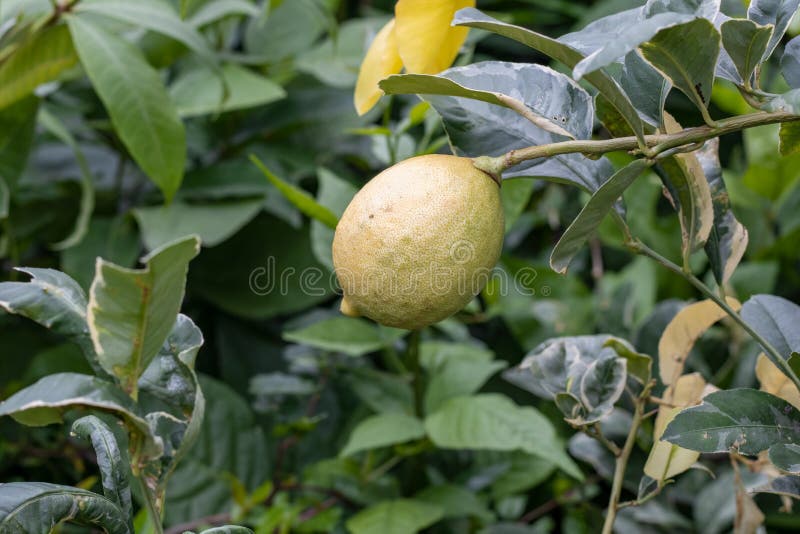 Mature Ripe Lemon or Lime Fruit Close Up Inside of the Garden with Copy ...