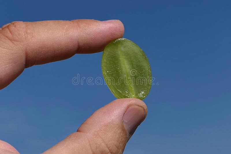 Mature Seedless Grape Sliced in a Half Vertically Stock Photo - Image ...