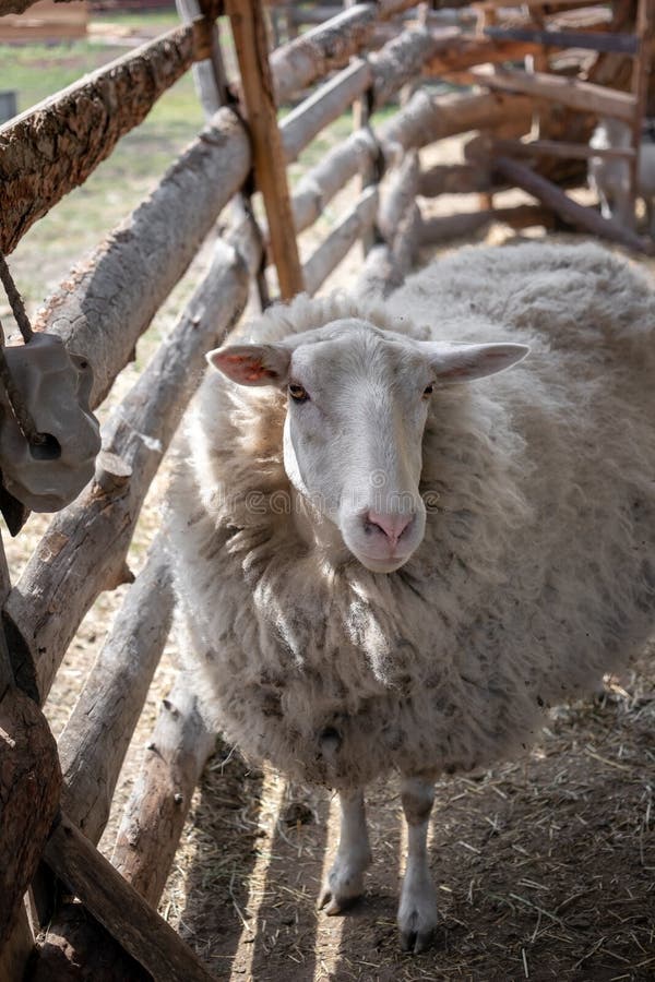 Young Sheep Looking at the Camera Stock Photo - Image of white ...