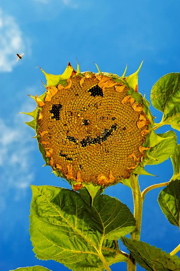 401 Mature Sunflower Head Stock Photos - Free & Royalty-Free Stock ...