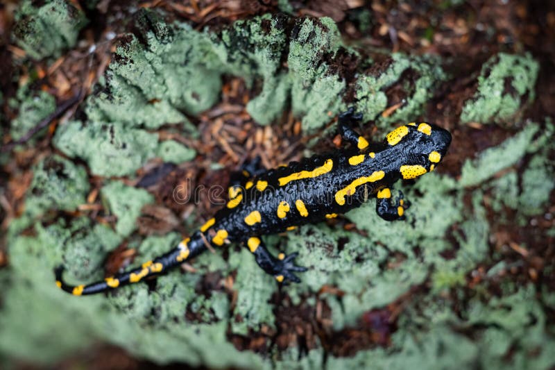 A Mature Spotted Fire Salamander Stock Photo - Image of tail, stump ...