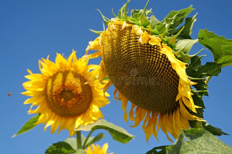 Mature Sunflower at the Field, Close-up Shot Stock Image - Image of ...