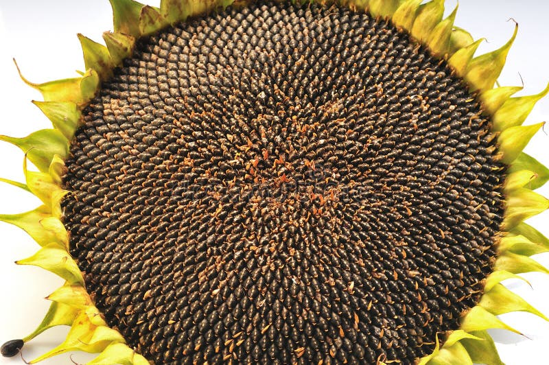 Mature Sunflower Head with Seeds Stock Photo - Image of bright, natural ...