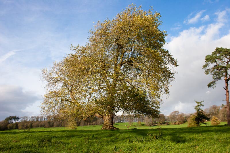 Mature Sycamore Tree Landscape Stock Image - Image of natural ...