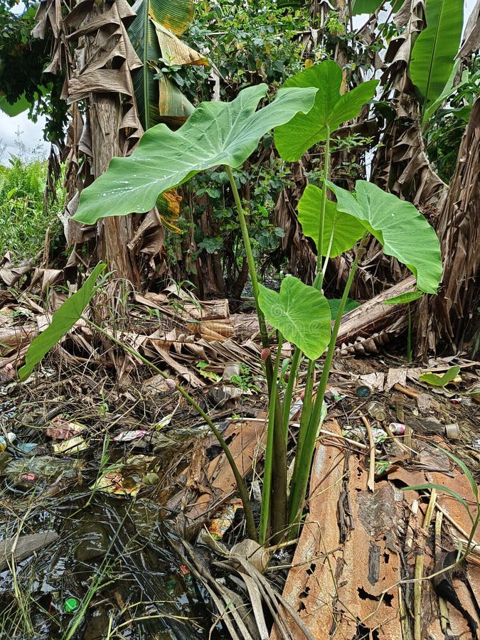 Mature Taro Tree Stock Photos - Free & Royalty-Free Stock Photos from ...