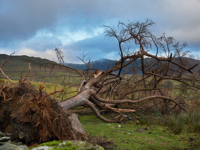 Mature Tree Crashed To the Ground after Fierce Storms Stock Image ...