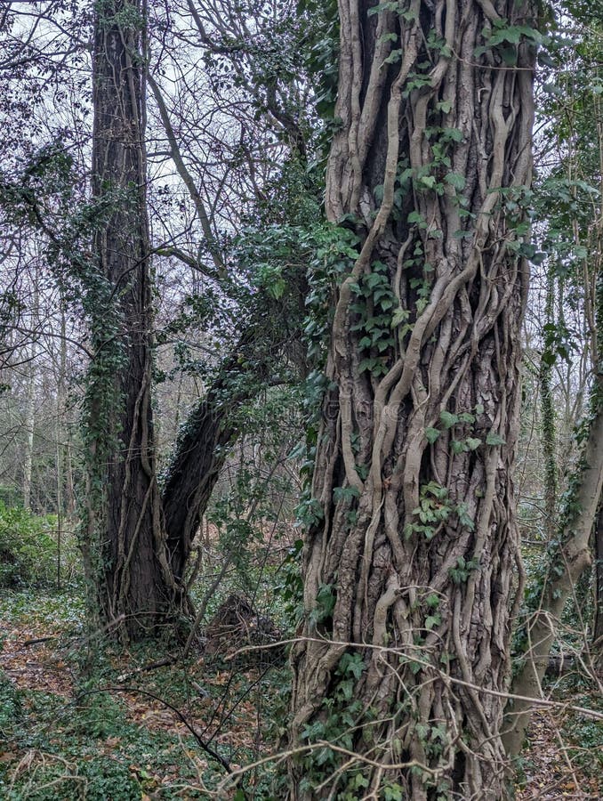 A Large, Tree with a Vine Growing on it S Trunk Stock Image - Image of ...