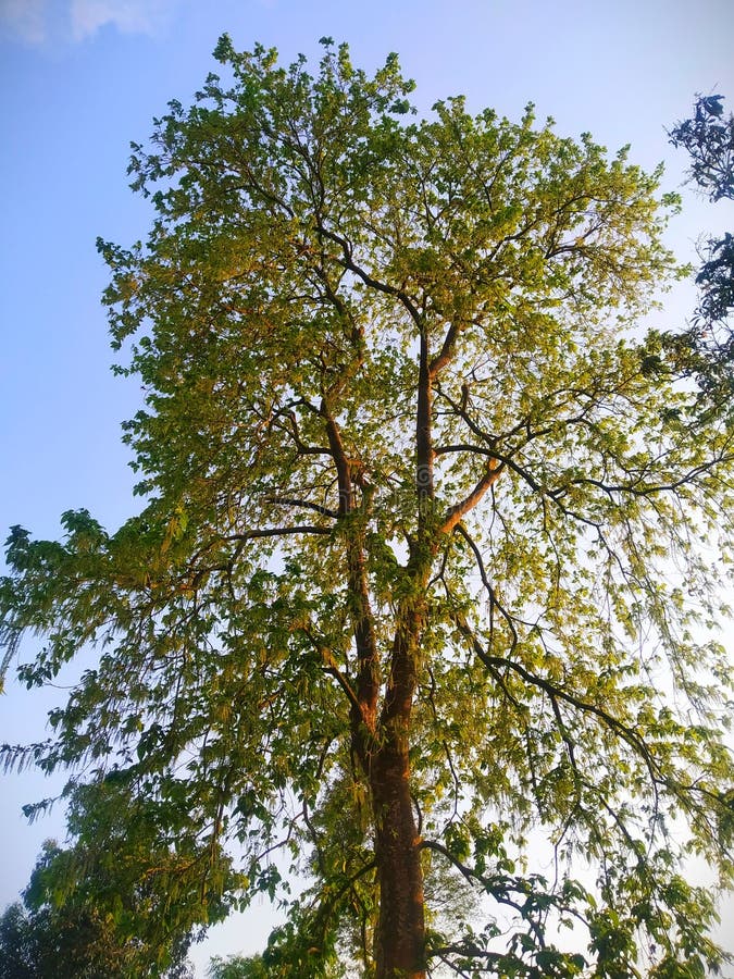 Mature tree at Village stock photo. Image of tree, table - 175304298