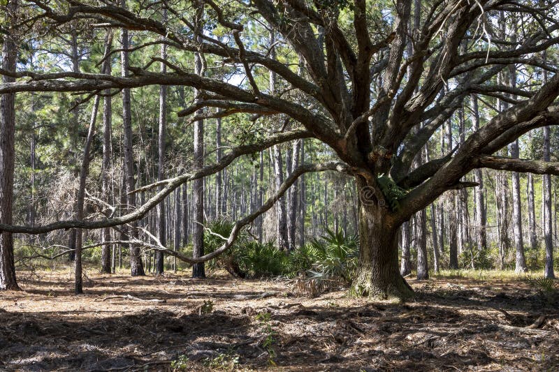 Mature Tree at Split Oak, Orlando, Florida Stock Image - Image of ...