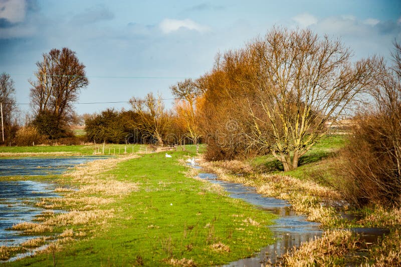 Mature trees in landscape stock photo. Image of fenland - 63485838