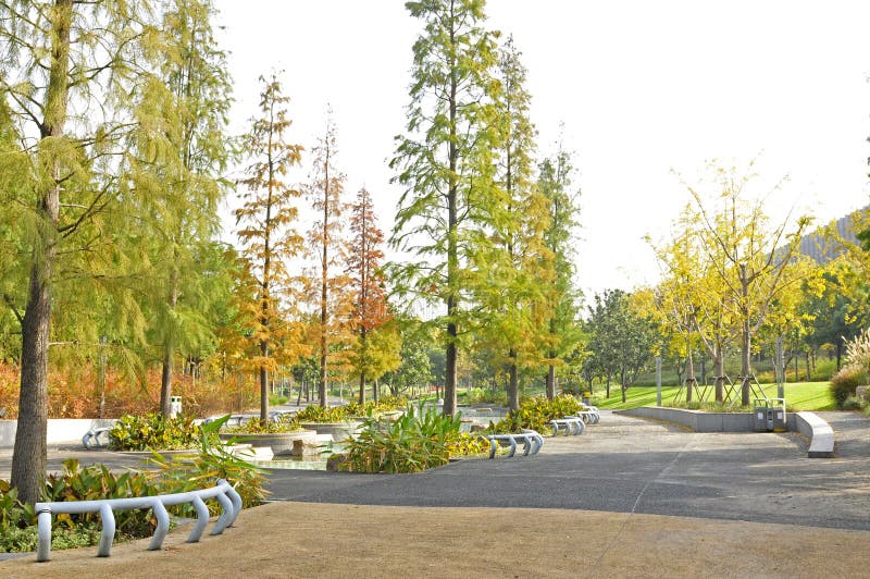 Mature Trees in the Park and Green Open Space Stock Photo - Image of ...