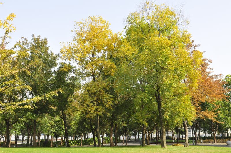 Mature Trees in the Park and Green Open Space Stock Image - Image of ...