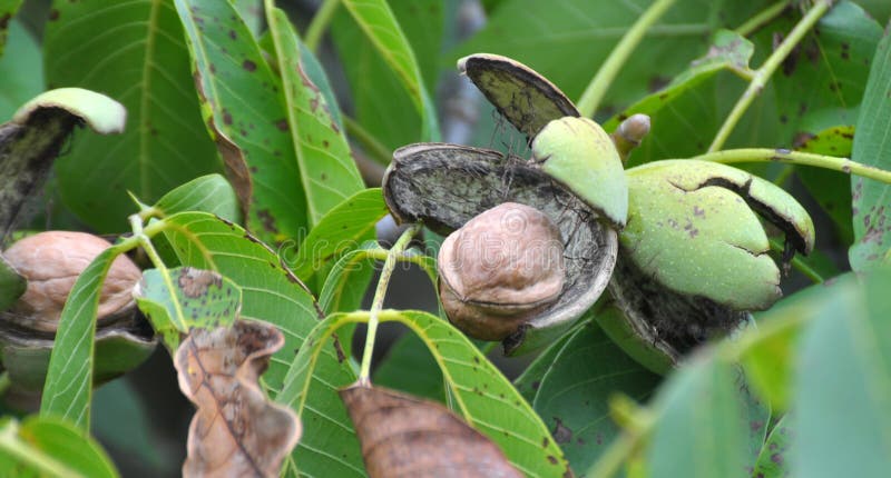 Mature Walnut with a Cracked Green Shell Stock Image - Image of ripe ...