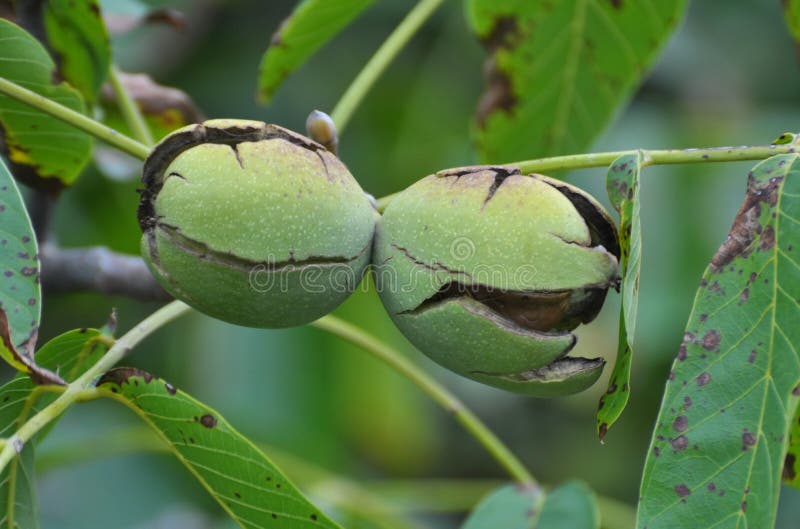Mature Walnut with a Cracked Green Shell Stock Image - Image of healthy ...