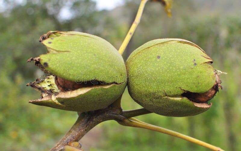 Mature Walnut with a Cracked Green Shell Stock Photo - Image of plant ...