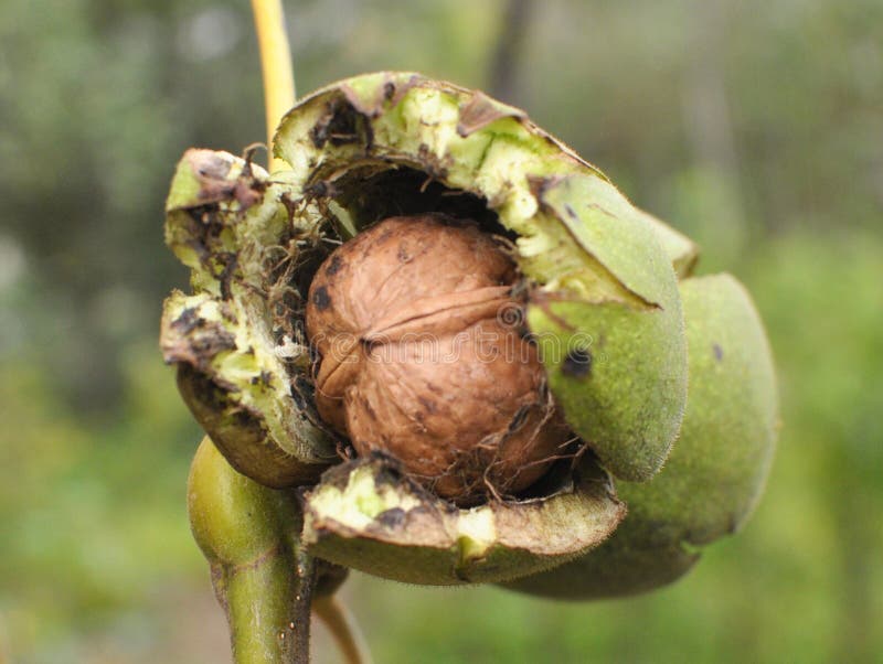 Mature Walnut with a Cracked Green Shell Stock Image - Image of leaf ...