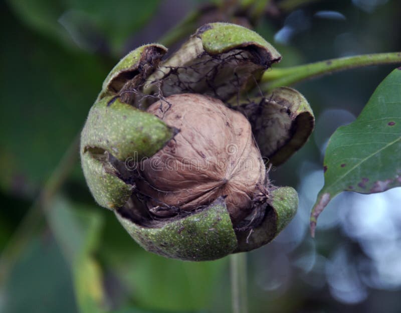 Mature Walnut with a Cracked Green Shell Stock Image - Image of harvest ...