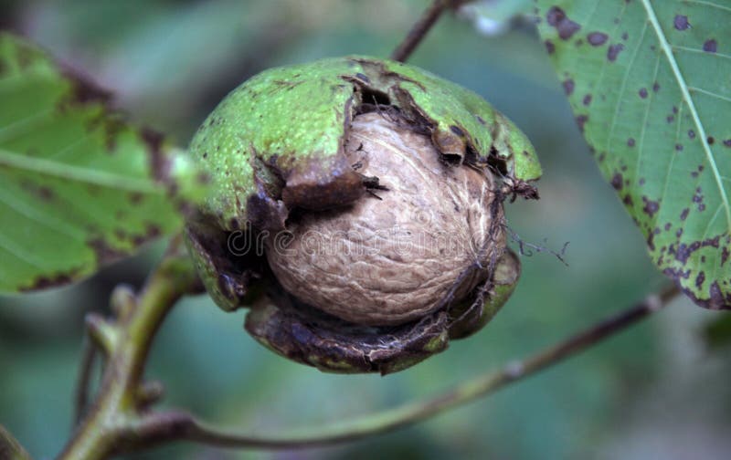 Mature Walnut with a Cracked Green Shell Stock Image - Image of texture ...