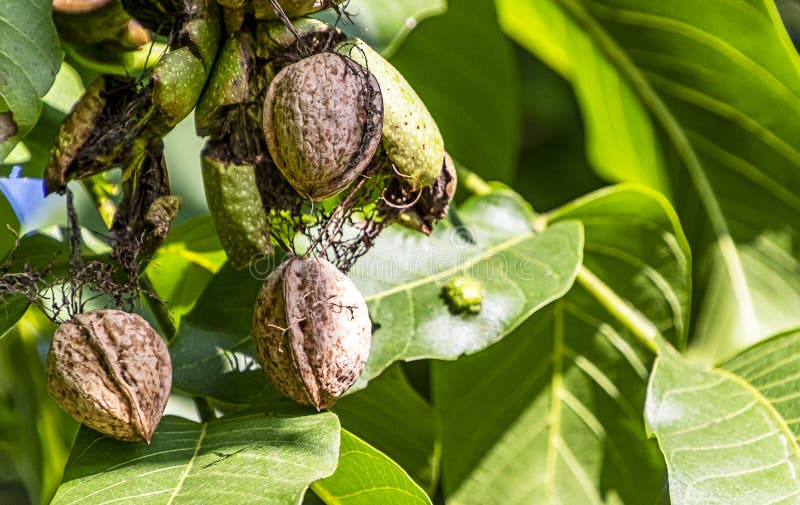 Mature Walnuts in the Green Outer Shell on Tree Stock Photo - Image of ...