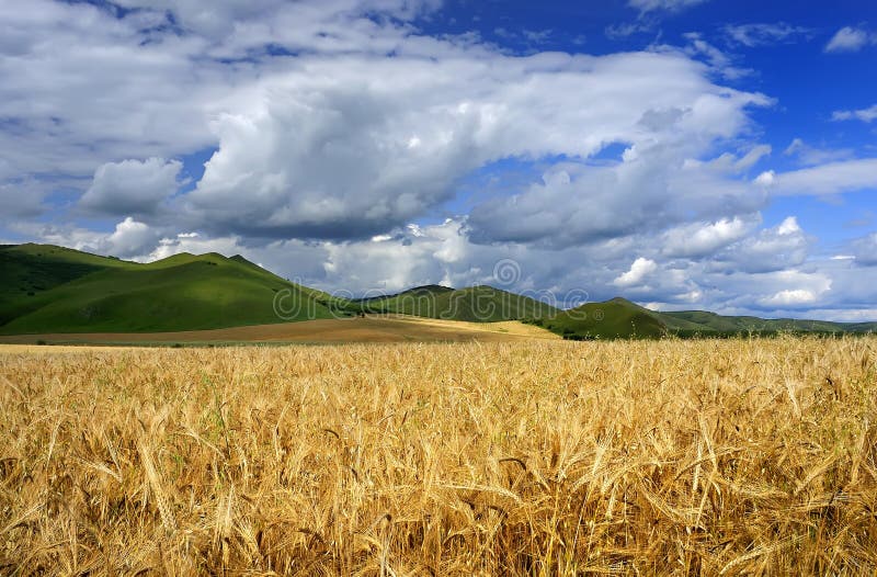 Mature wheat stock image. Image of corn, bizarre, landscape - 10682741