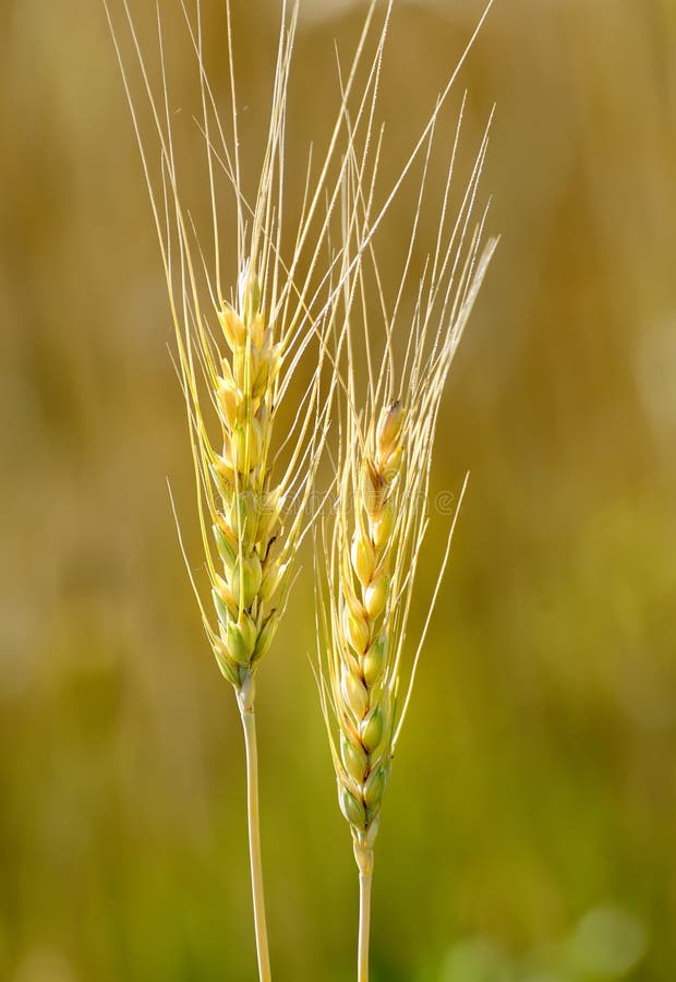 Mature wheat stock image. Image of wheat, midwest, high - 10904487