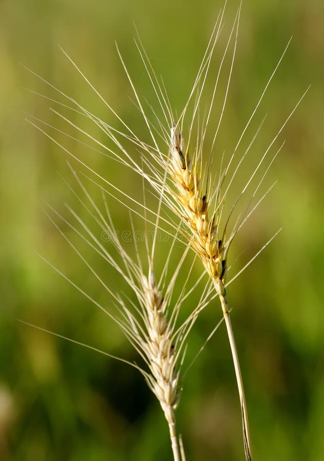 Mature wheat stock image. Image of corn, bizarre, landscape - 10682741