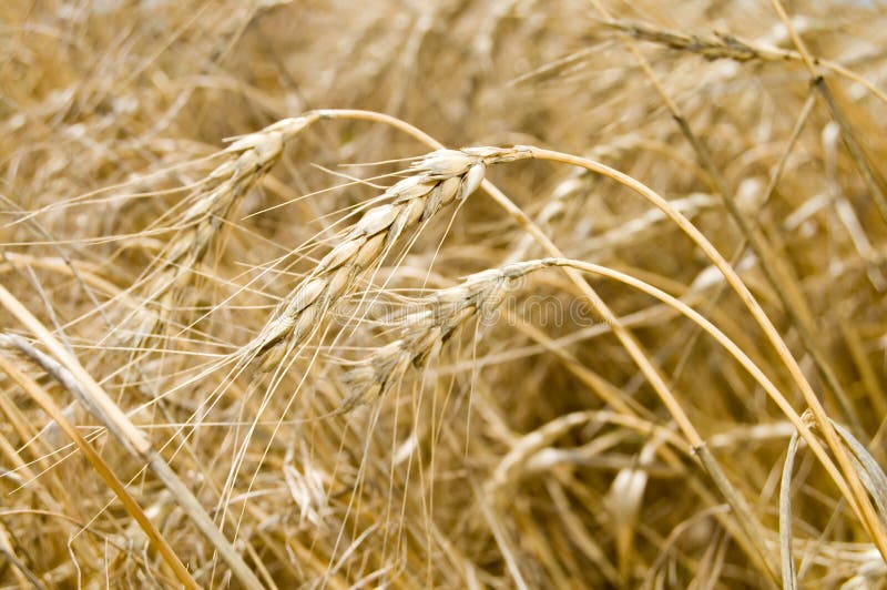 Mature wheat stock image. Image of beauty, natural, cultivated - 6148575 Mature wheat stock image. Image of beauty, natural, cultivated - 6148575
