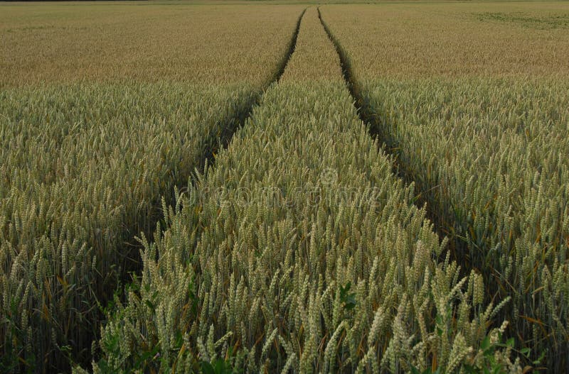 Mature Wheat Field stock image. Image of europe, green - 29325541
