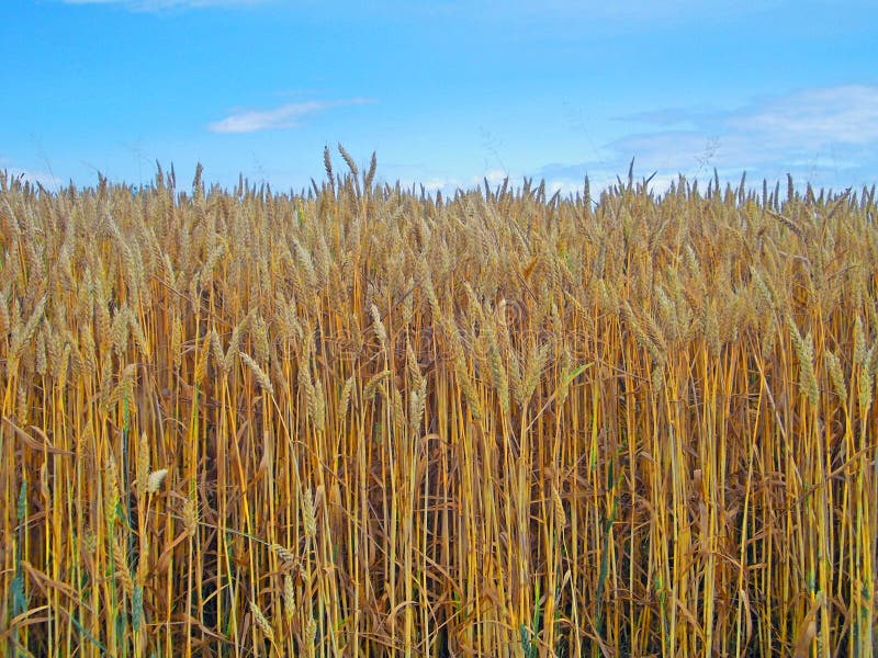 Mature Wheat Field and Blue Sky Stock Image - Image of yellow, ripening ...
