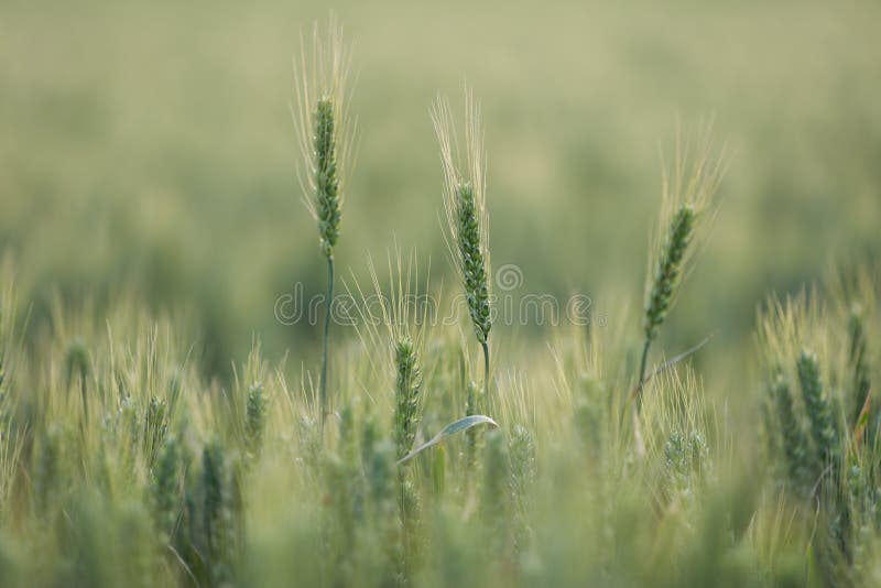The mature wheat stock photo. Image of ripe, countryside - 177329110