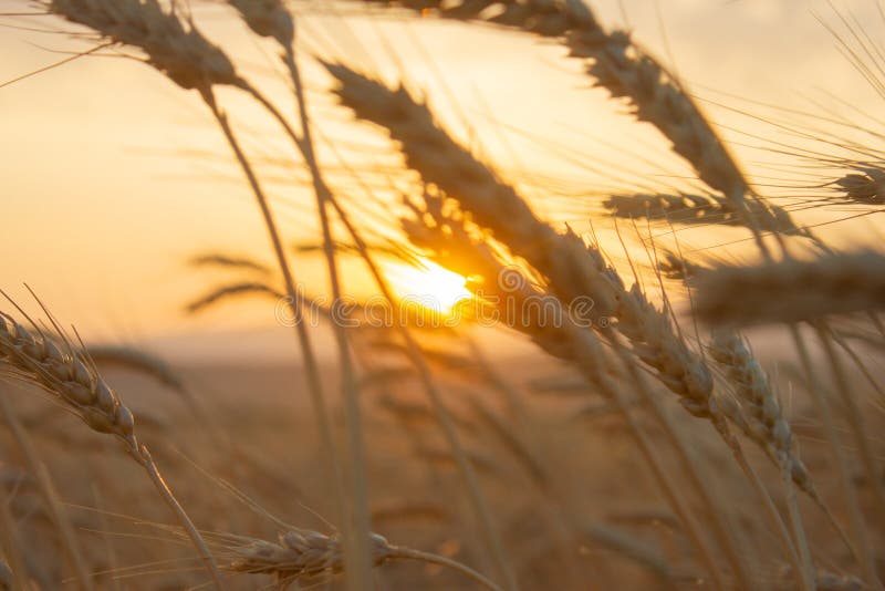 Mature wheat field stock photo. Image of landscape, cultivate - 233881564