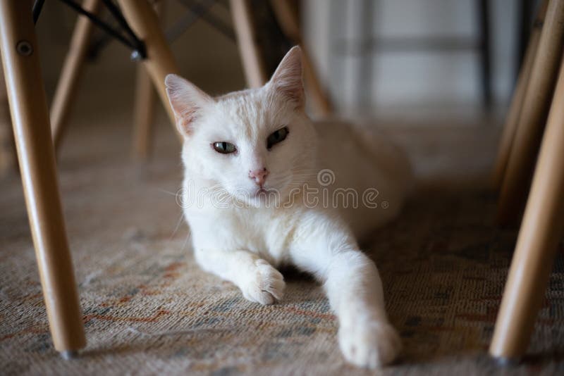 434 Cat Dining Table Stock Photos - Free & Royalty-Free Stock Photos ...