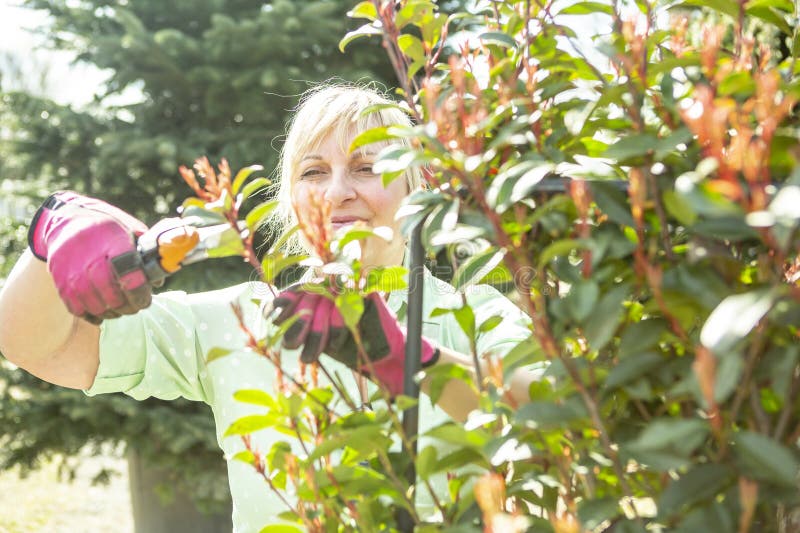 Gardener in the Tree Nursery Stock Image - Image of female, spring ...