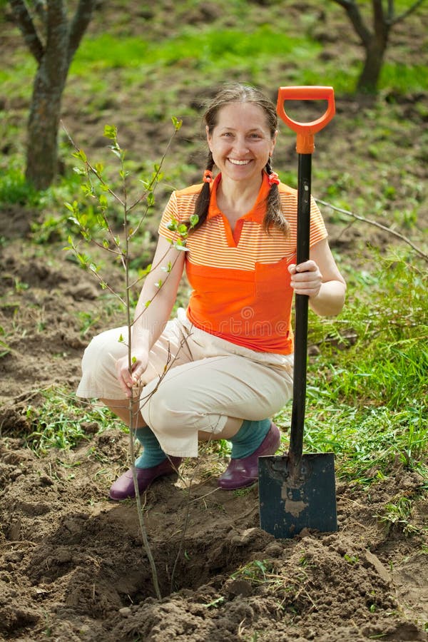 Mature woman planting tree stock image. Image of mature - 28862419