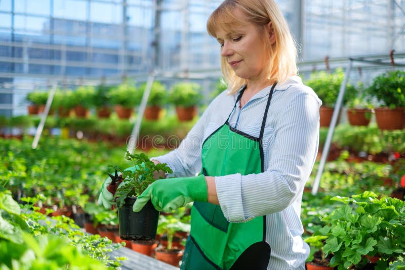 Mature Woman Working in a Botanical Garden Stock Photo - Image of ...