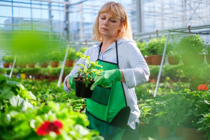 Mature Woman Working in a Botanical Garden Stock Photo - Image of herbs ...