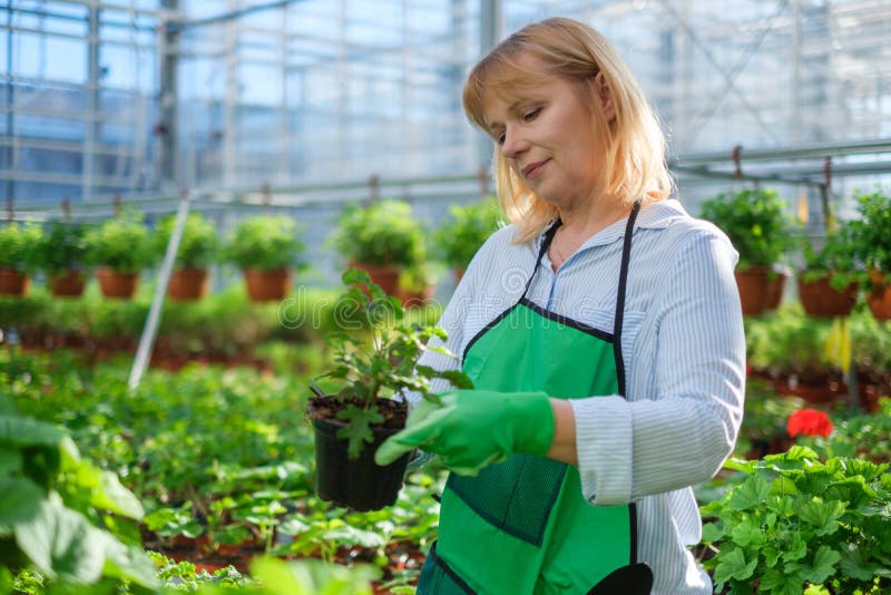 Mature Woman Working in a Botanical Garden Stock Photo - Image of herbs ...