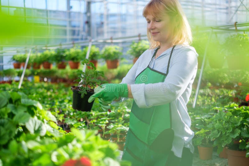 Mature Woman Working in a Botanical Garden Stock Photo - Image of ...