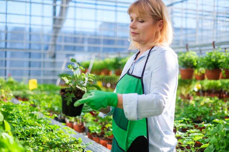Mature Woman Working in a Botanical Garden Stock Image - Image of ...