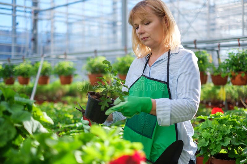 Mature Woman Working in a Botanical Garden Stock Photo - Image of herbs ...