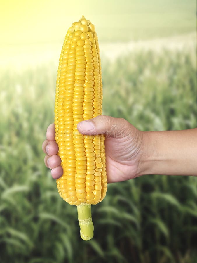 Mature Yellow Corn Cob in Farmer Hands while Working on Agricultural ...